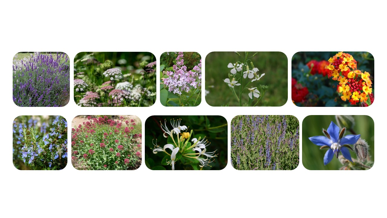 Plant species x Insect species – IAAC BLOG