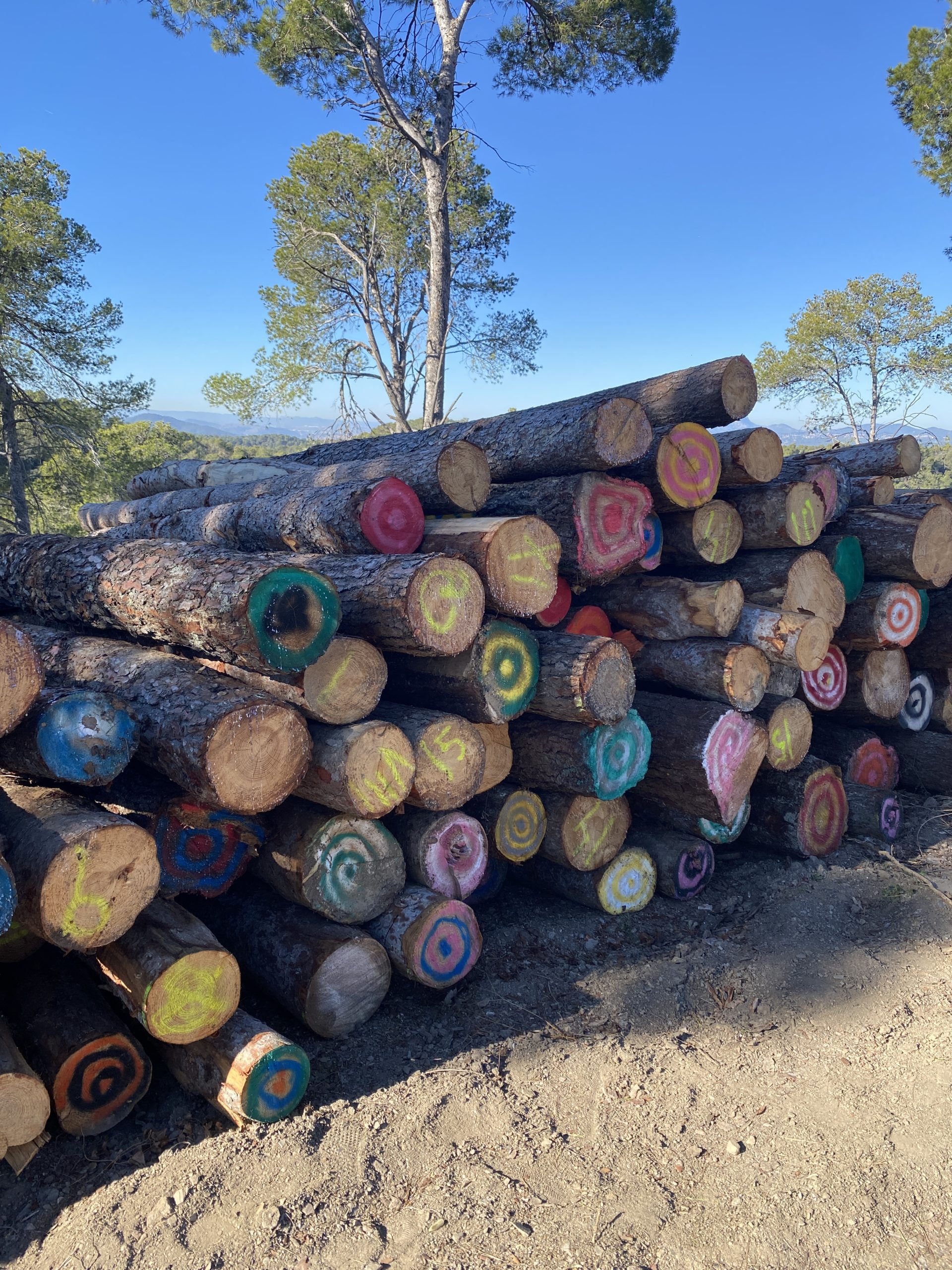 Pinus halepensis | Sustainable Forest management – IAAC BLOG
