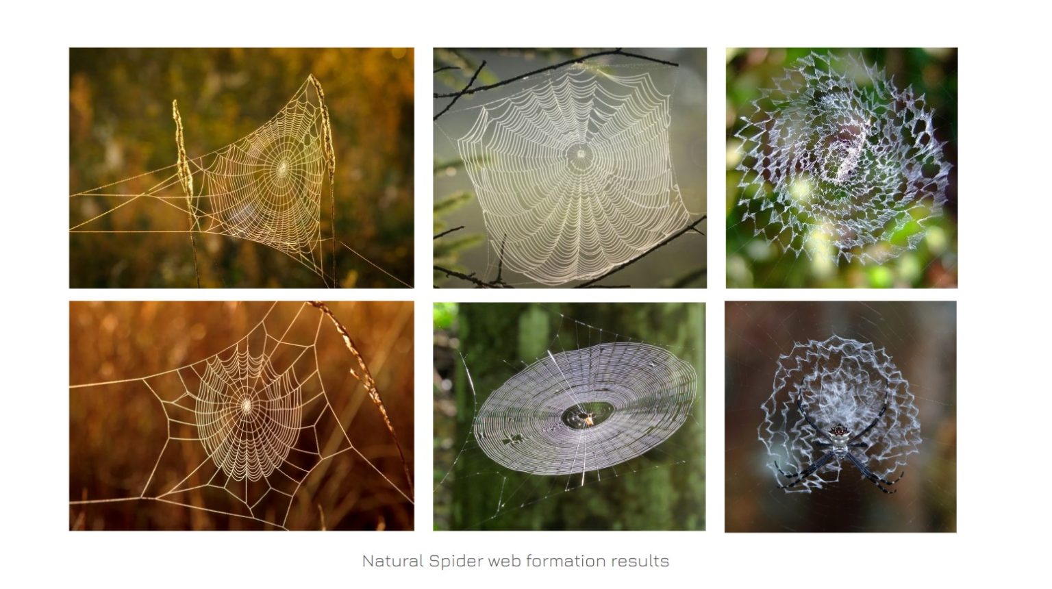 Spider Web Spinning – IAAC BLOG