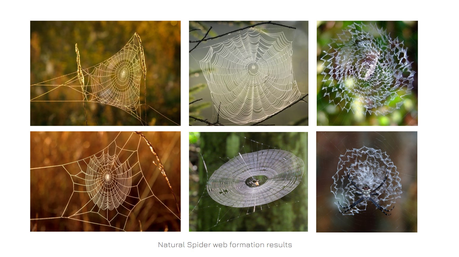 Spider Web Spinning - IAAC BLOG