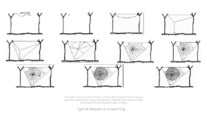 Spider Web Spinning – IAAC BLOG