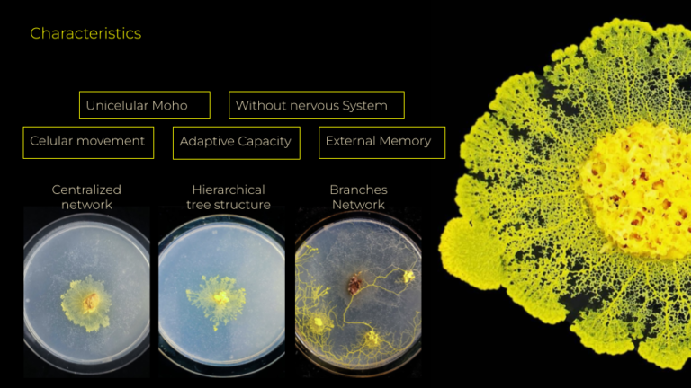 Slime Molds Simulation - IAAC BLOG