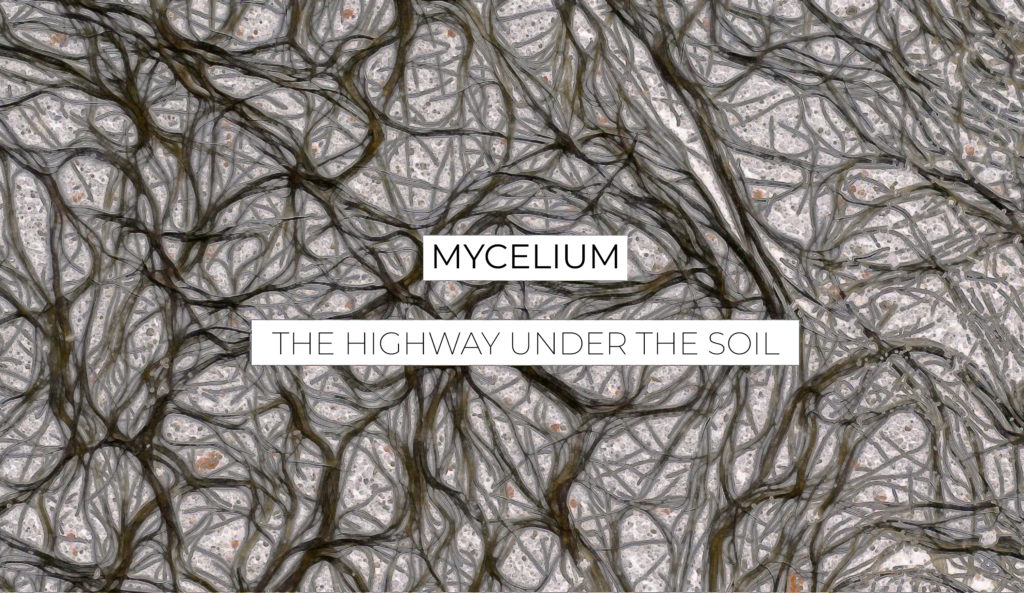MYCELIUM NETWORKS – IAAC BLOG