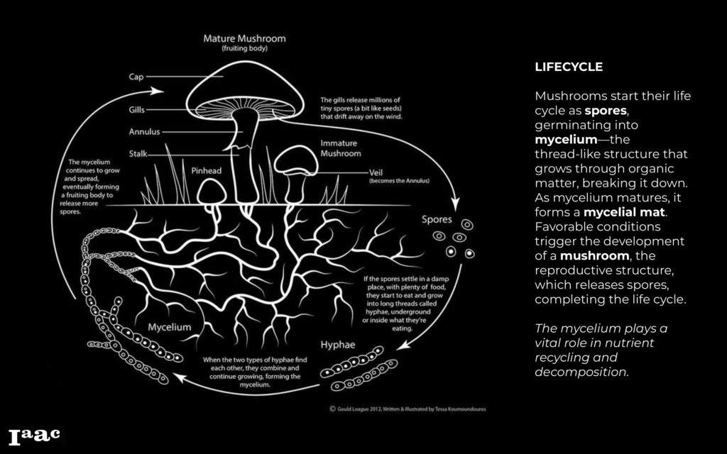 MYCELIUM NETWORKS – IAAC BLOG