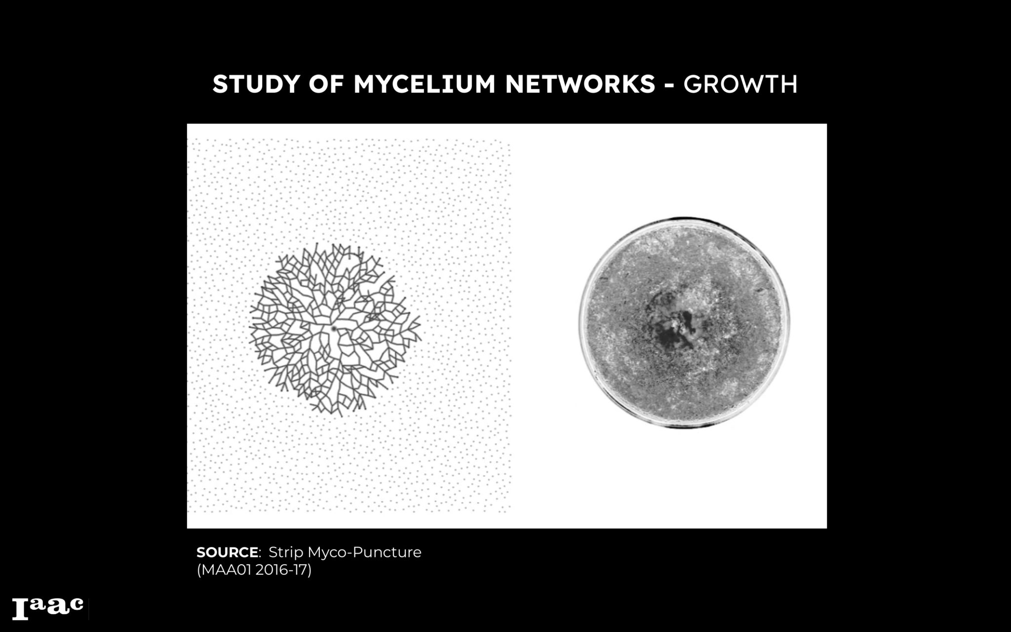 MYCELIUM NETWORKS – IAAC BLOG