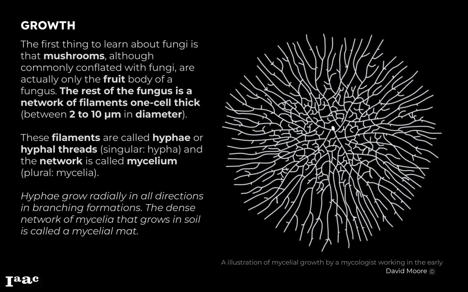 MYCELIUM NETWORKS – IAAC BLOG