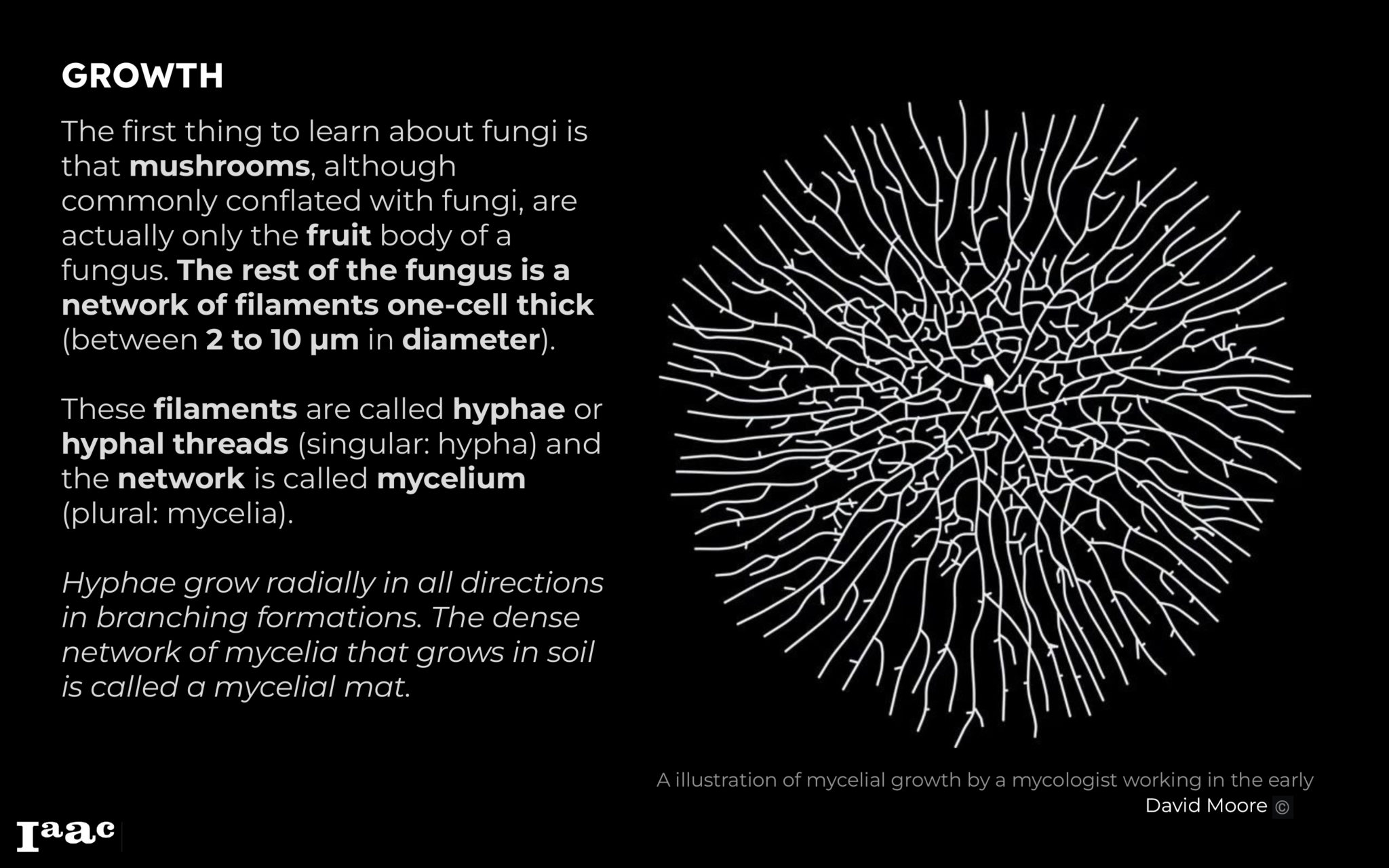 MYCELIUM NETWORKS – IAAC BLOG