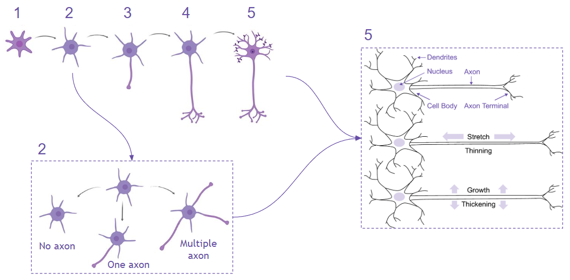 Neuron’s Differential Growth – IAAC BLOG
