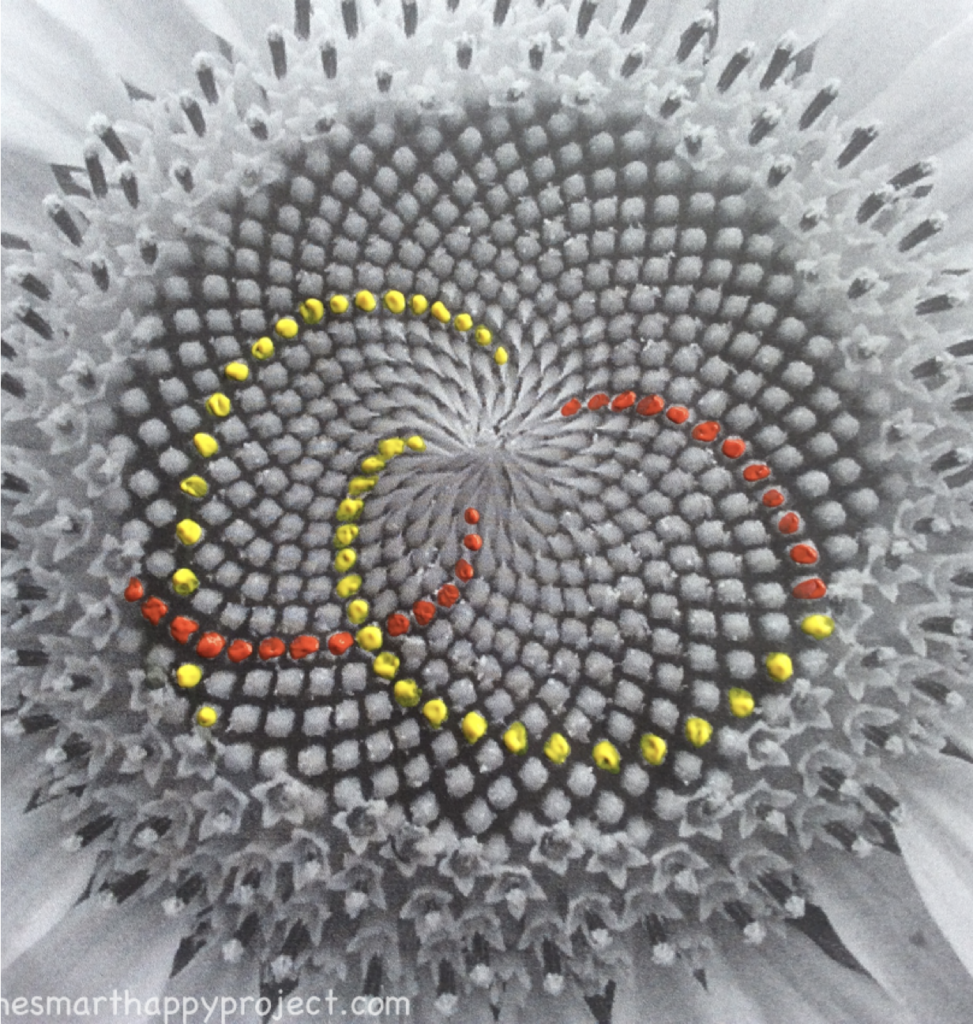 Exploring the golden ratio in Sunflower Seed Distribution - IAAC BLOG