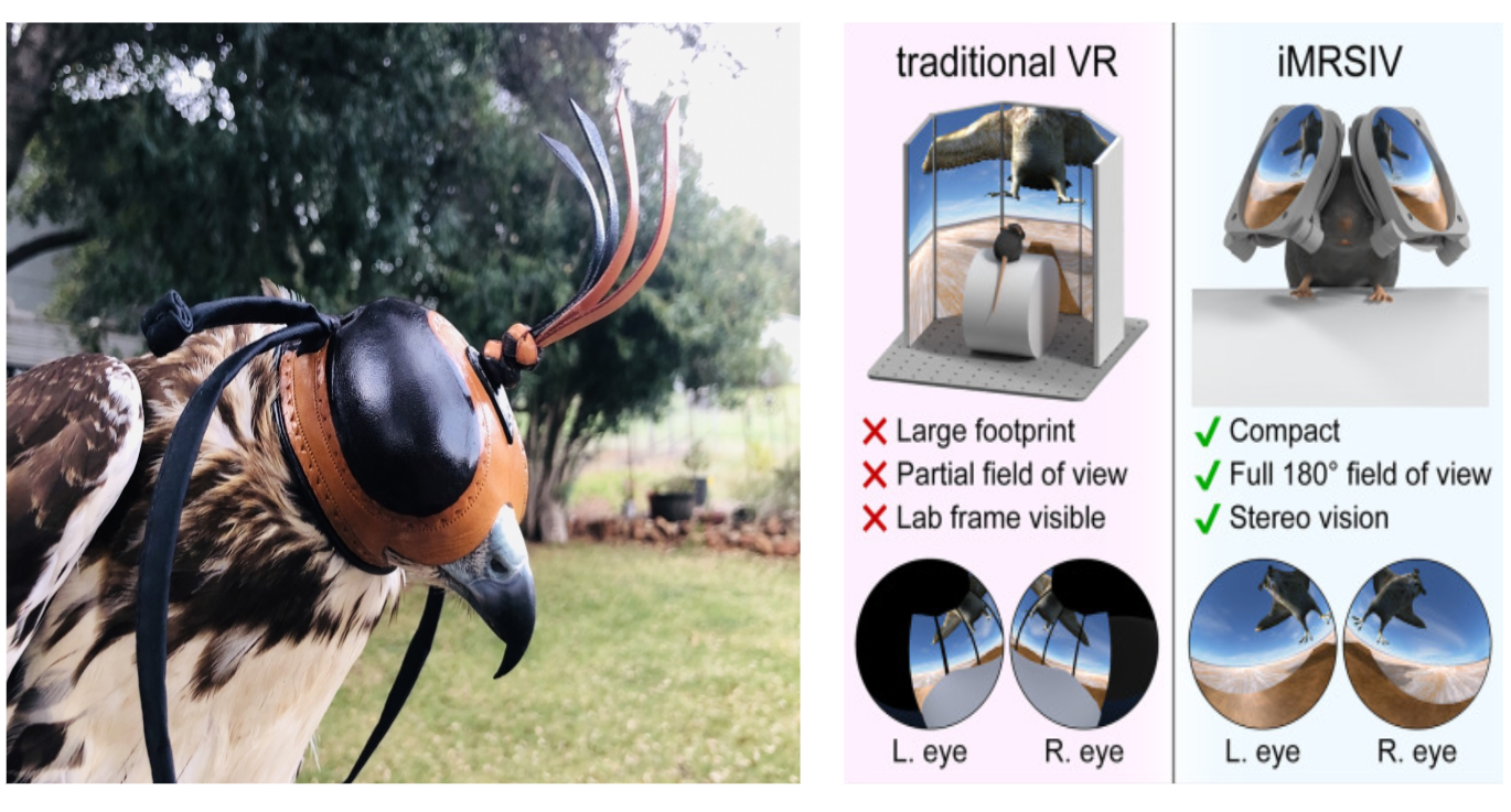 Peacock Immersive Experience - IAAC BLOG