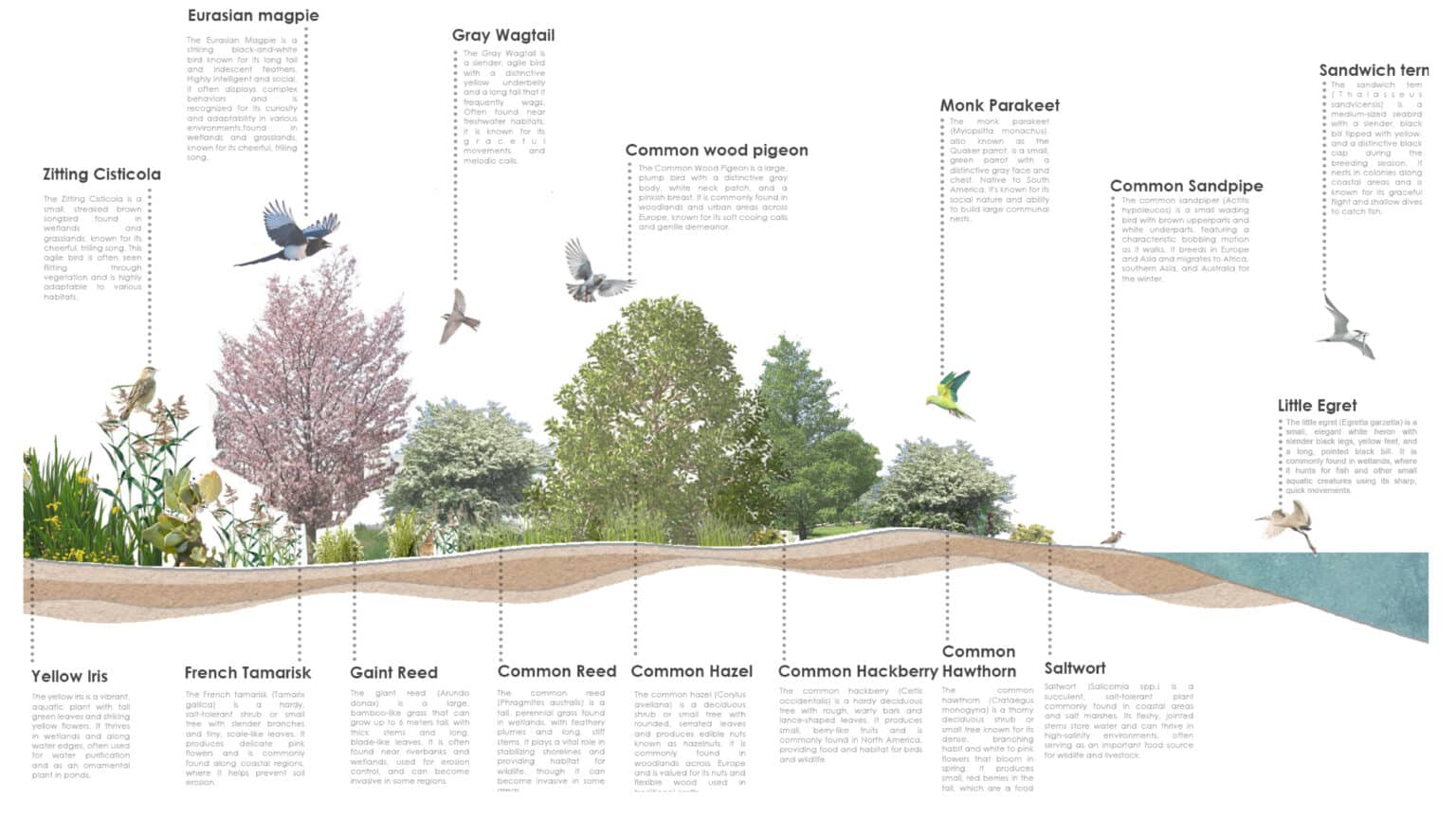 The Green Oasis : A Haven for Diverse Bird Species - IAAC BLOG